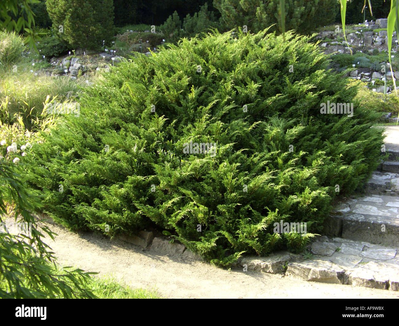 Savine juniperus sabina -Fotos und -Bildmaterial in hoher Auflösung – Alamy