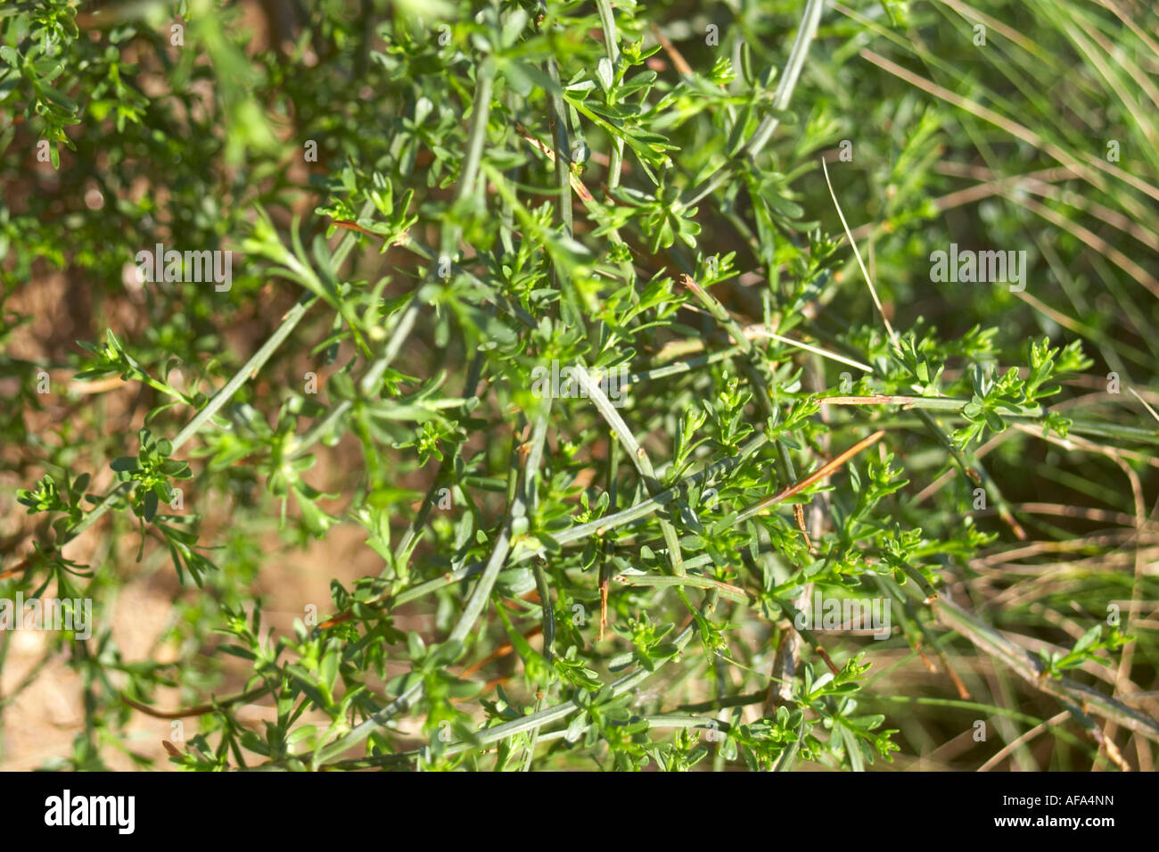 Genista lydia -Fotos und -Bildmaterial in hoher Auflösung – Alamy