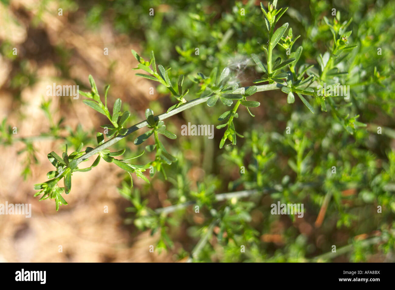 Genista lydia -Fotos und -Bildmaterial in hoher Auflösung – Alamy
