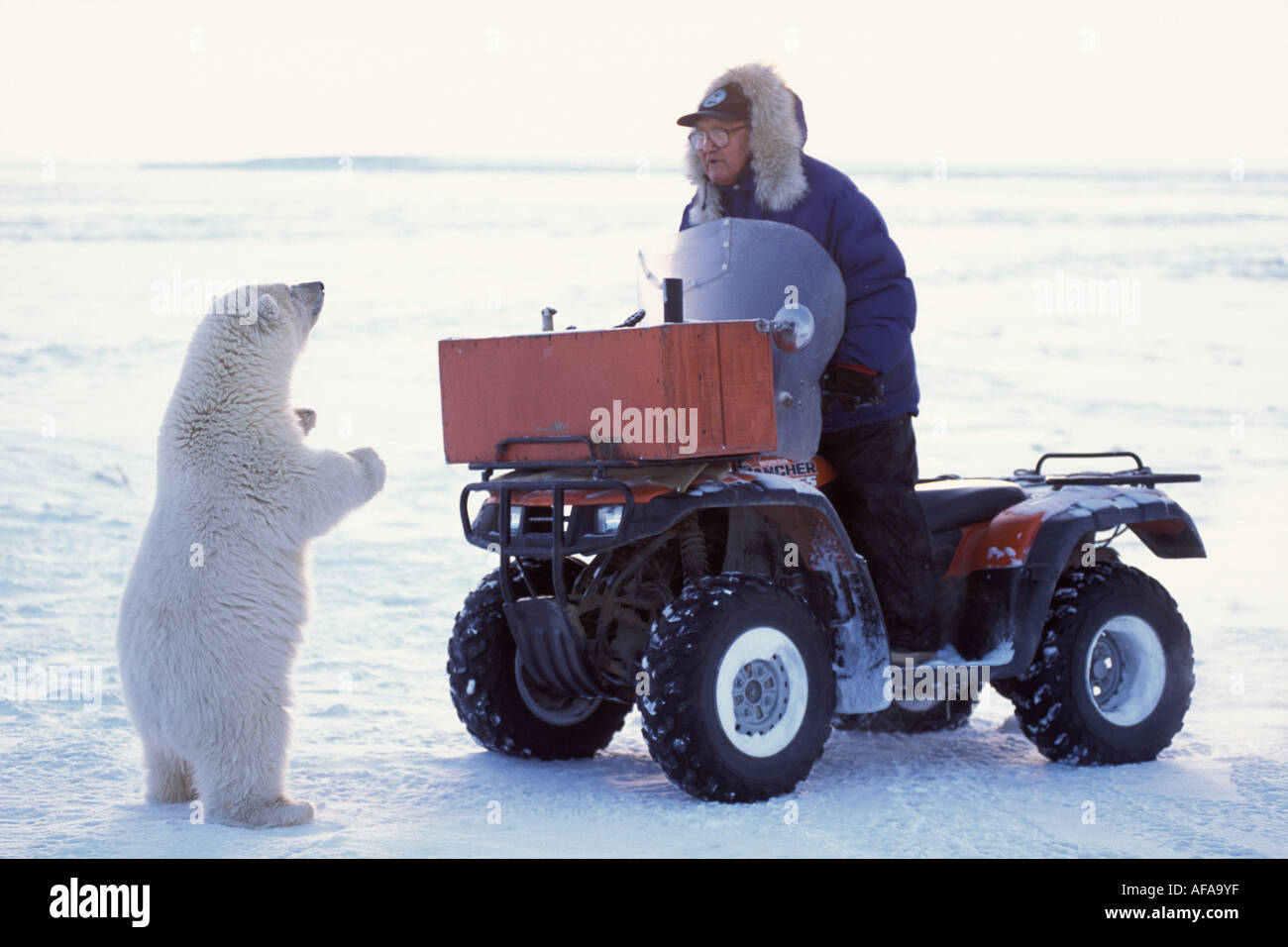 Eisbär Ursus maritimus Jungtier beobachtet den lokalen Inupiat-Ältesten ...