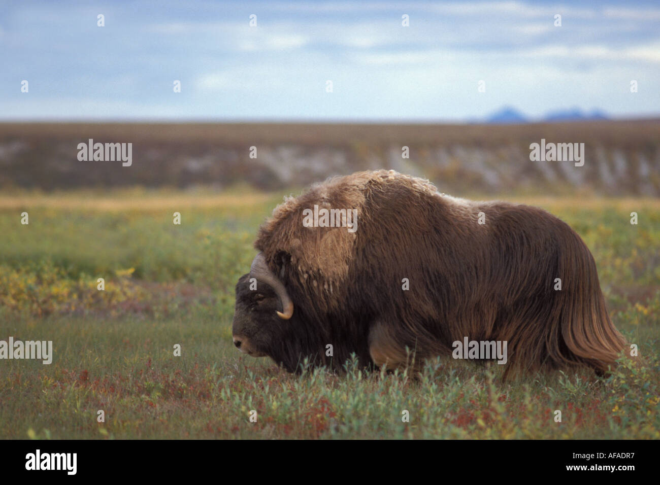 Moschusochsen Ovibos Moschatus entlang der zentralen arktischen Küsten ...
