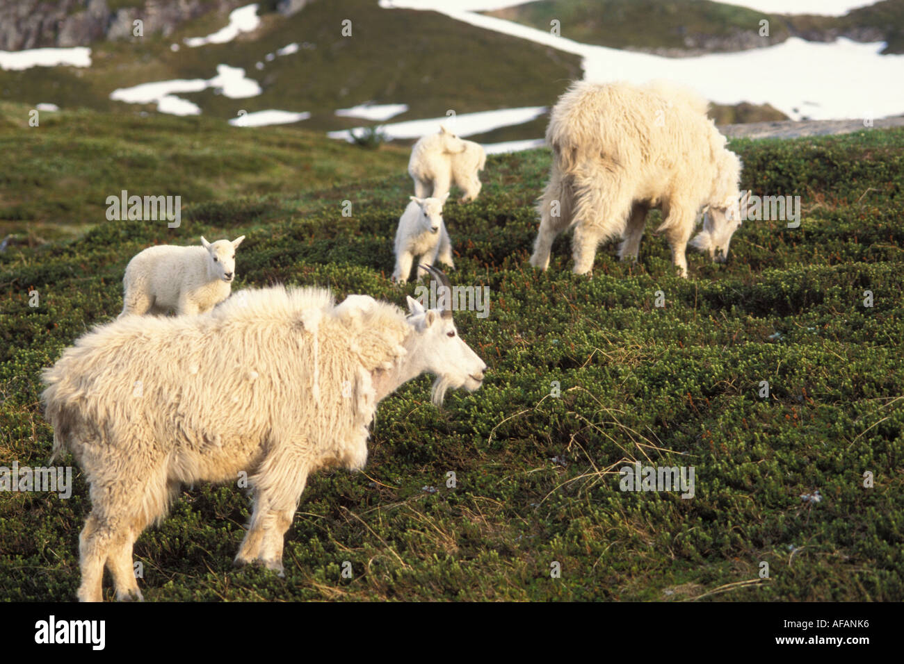 Bergziege Oreamnos Americanus Gruppe auf dem Schnee bedeckt Hang vor ...