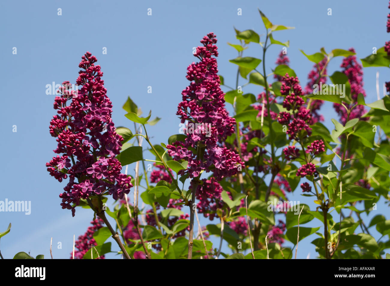 Holunder oder holunder -Fotos und -Bildmaterial in hoher Auflösung – Alamy