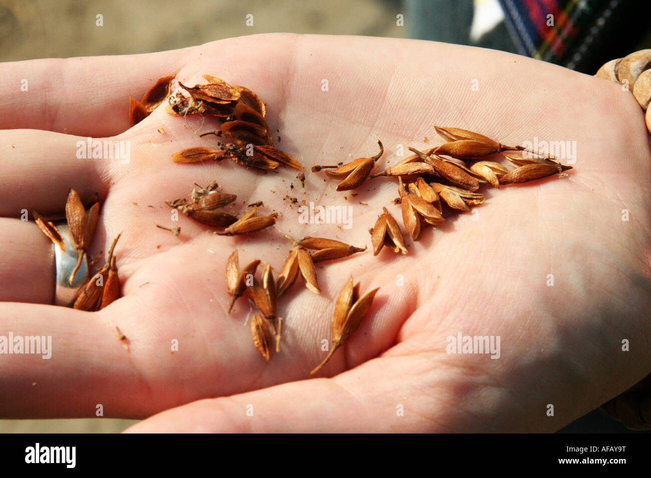 Direktsaat samen -Fotos und -Bildmaterial in hoher Auflösung – Alamy