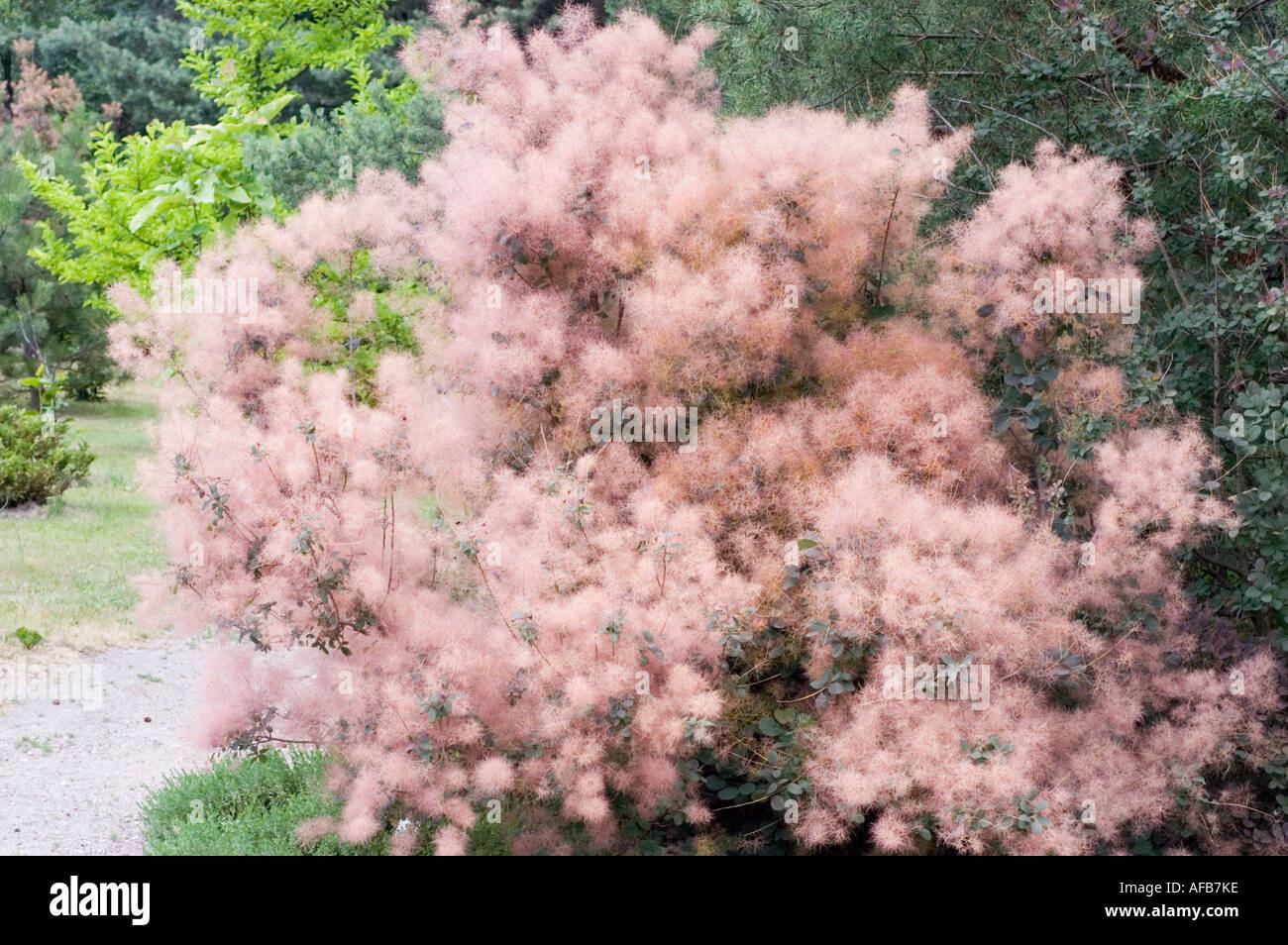 Cotinus coggygria royal lila -Fotos und -Bildmaterial in hoher ...