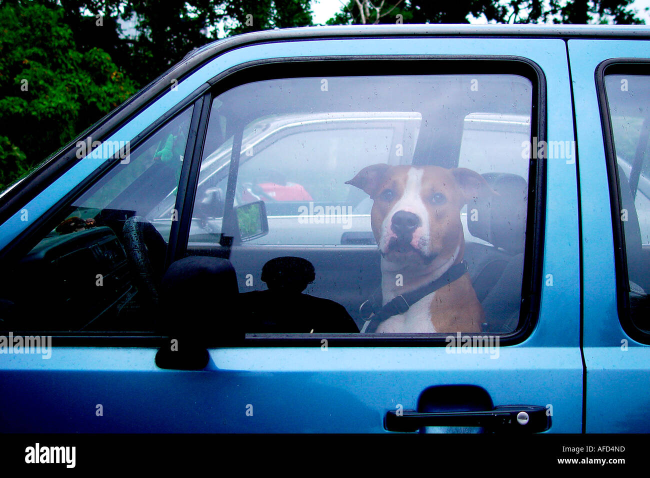 Auto pitbull -Fotos und -Bildmaterial in hoher Auflösung – Alamy