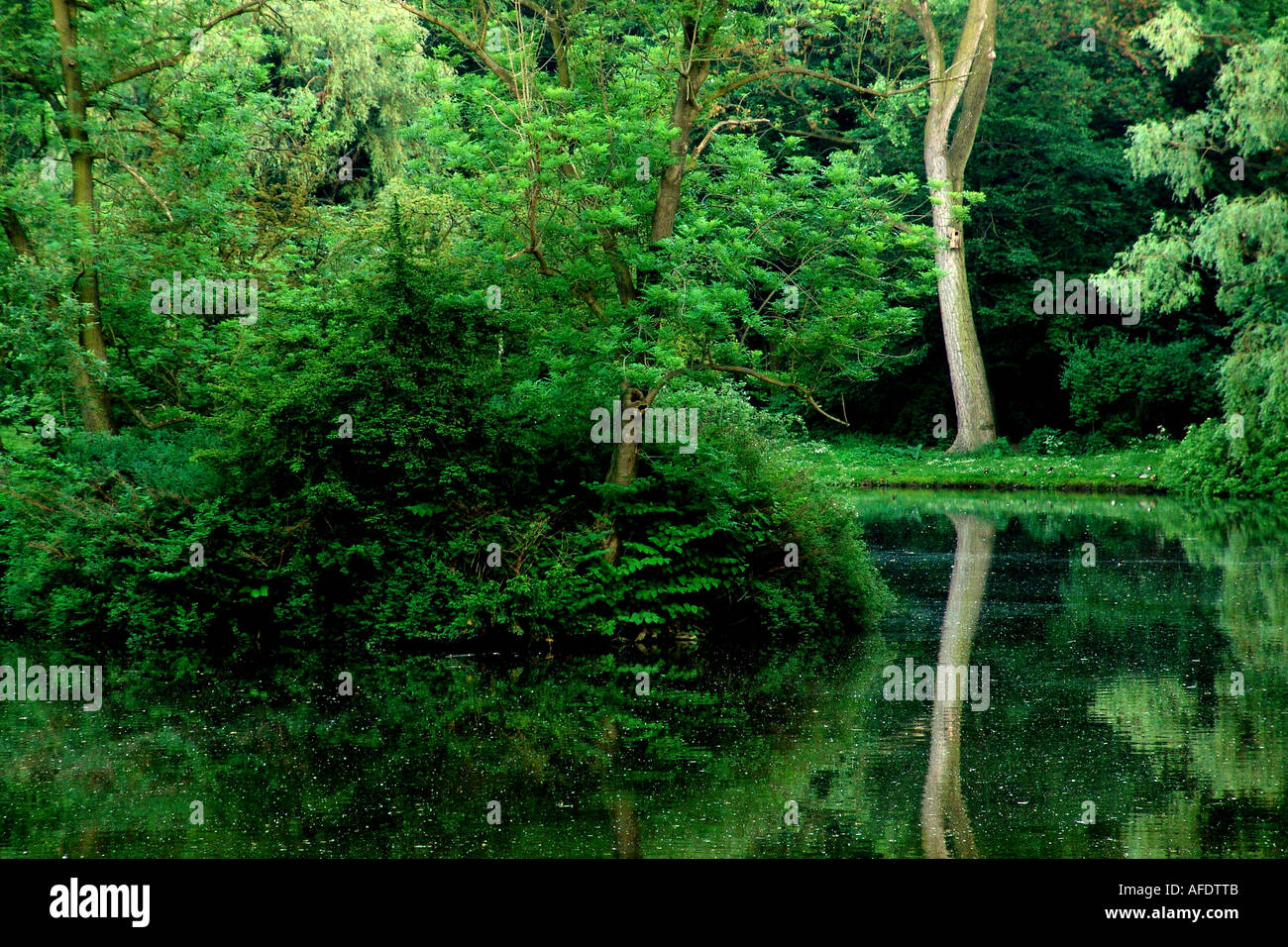 Weisse elster -Fotos und -Bildmaterial in hoher Auflösung – Alamy