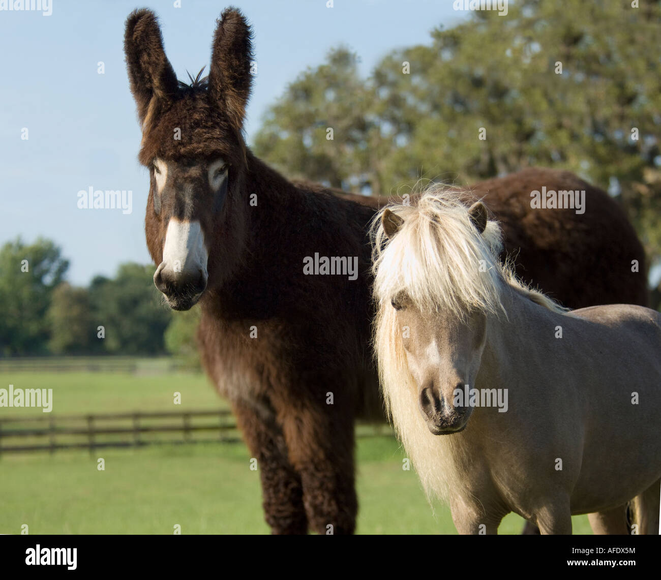 Esel rennen -Fotos und -Bildmaterial in hoher Auflösung – Alamy