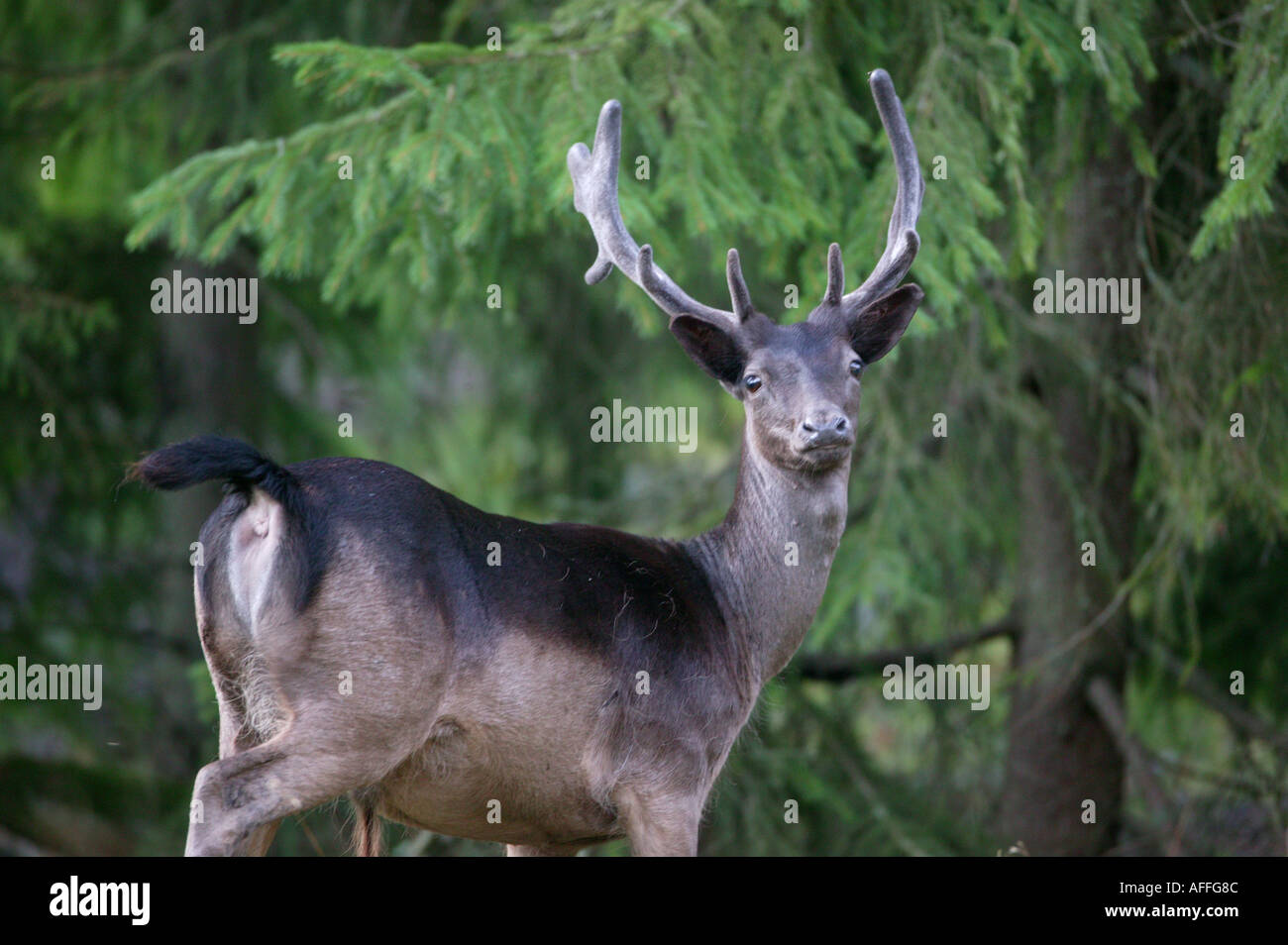 Hirsch dam tolles tier -Fotos und -Bildmaterial in hoher Auflösung – Alamy