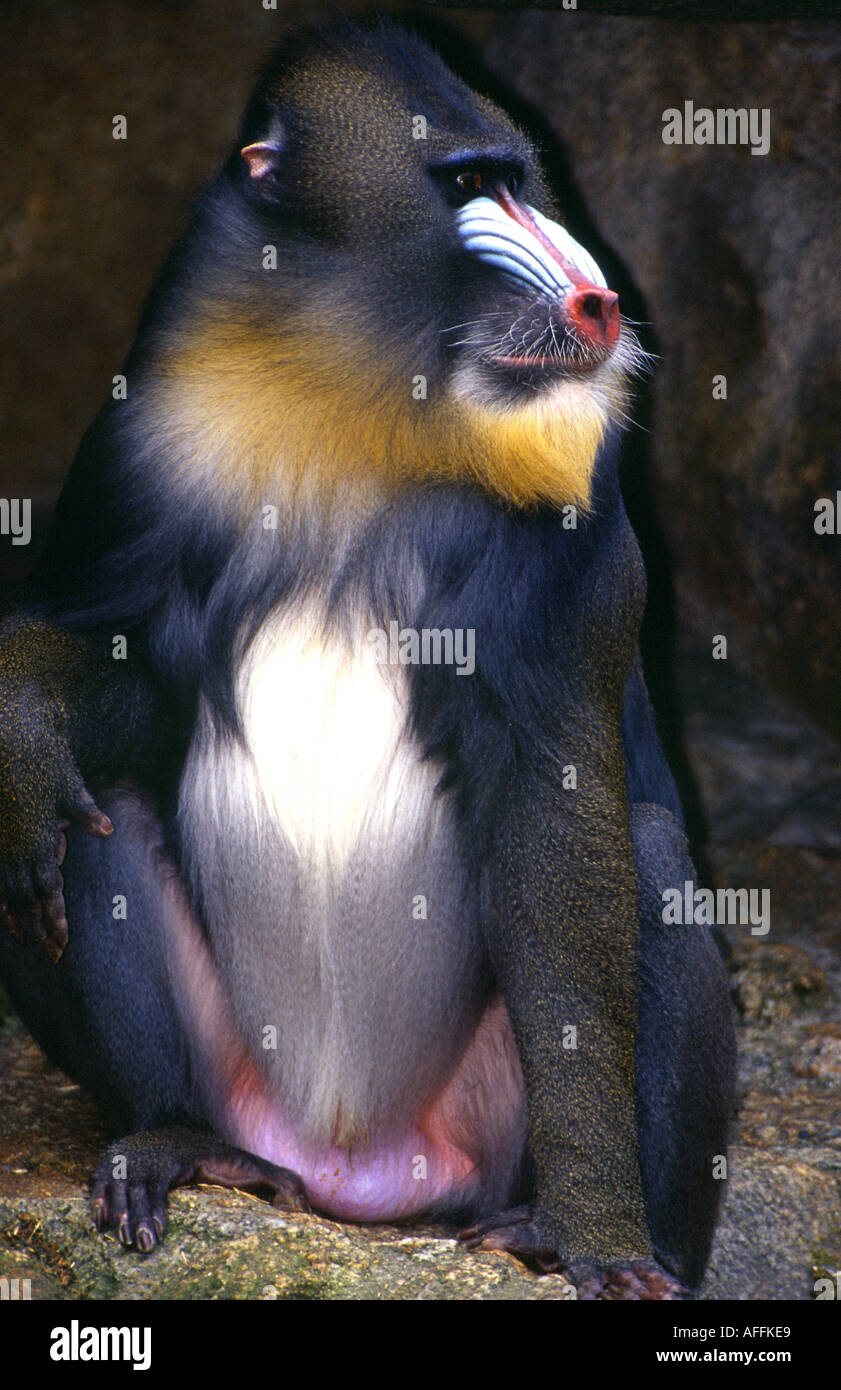 Mandrillus sphinx teeth -Fotos und -Bildmaterial in hoher Auflösung – Alamy