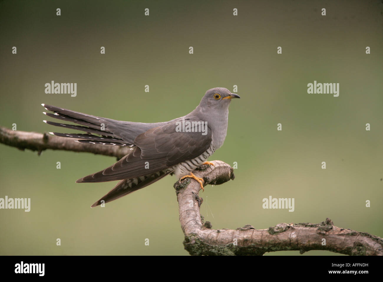 Der kuckuck -Fotos und -Bildmaterial in hoher Auflösung – Alamy