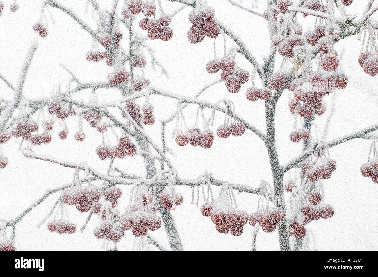 Pyrus Coronaria Stockfotos und -bilder Kaufen - Alamy