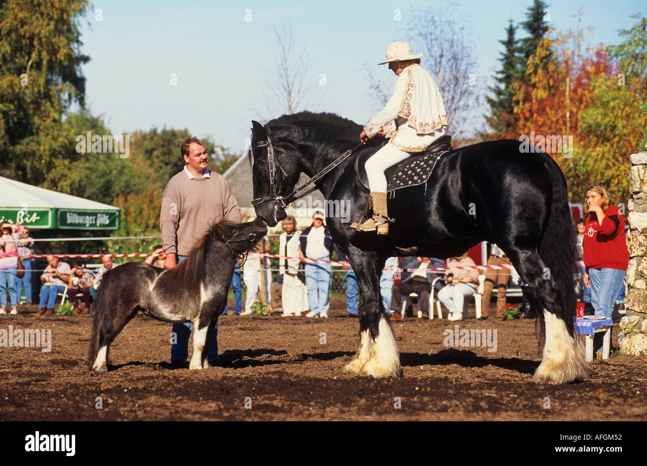 Shire Horse und Mini-Shetland-Pony Pferd Stockfotografie - Alamy