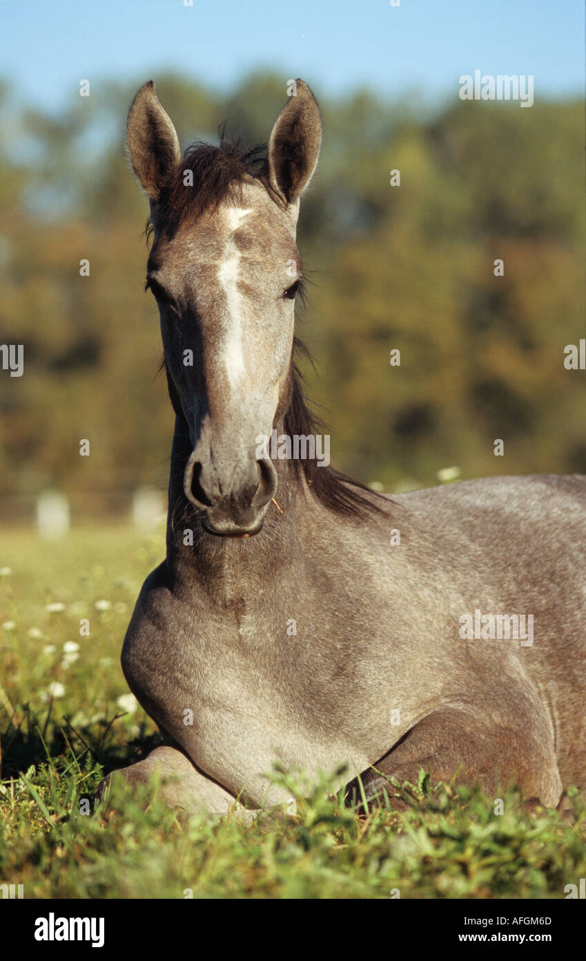Kladruber horse meadow -Fotos und -Bildmaterial in hoher Auflösung – Alamy