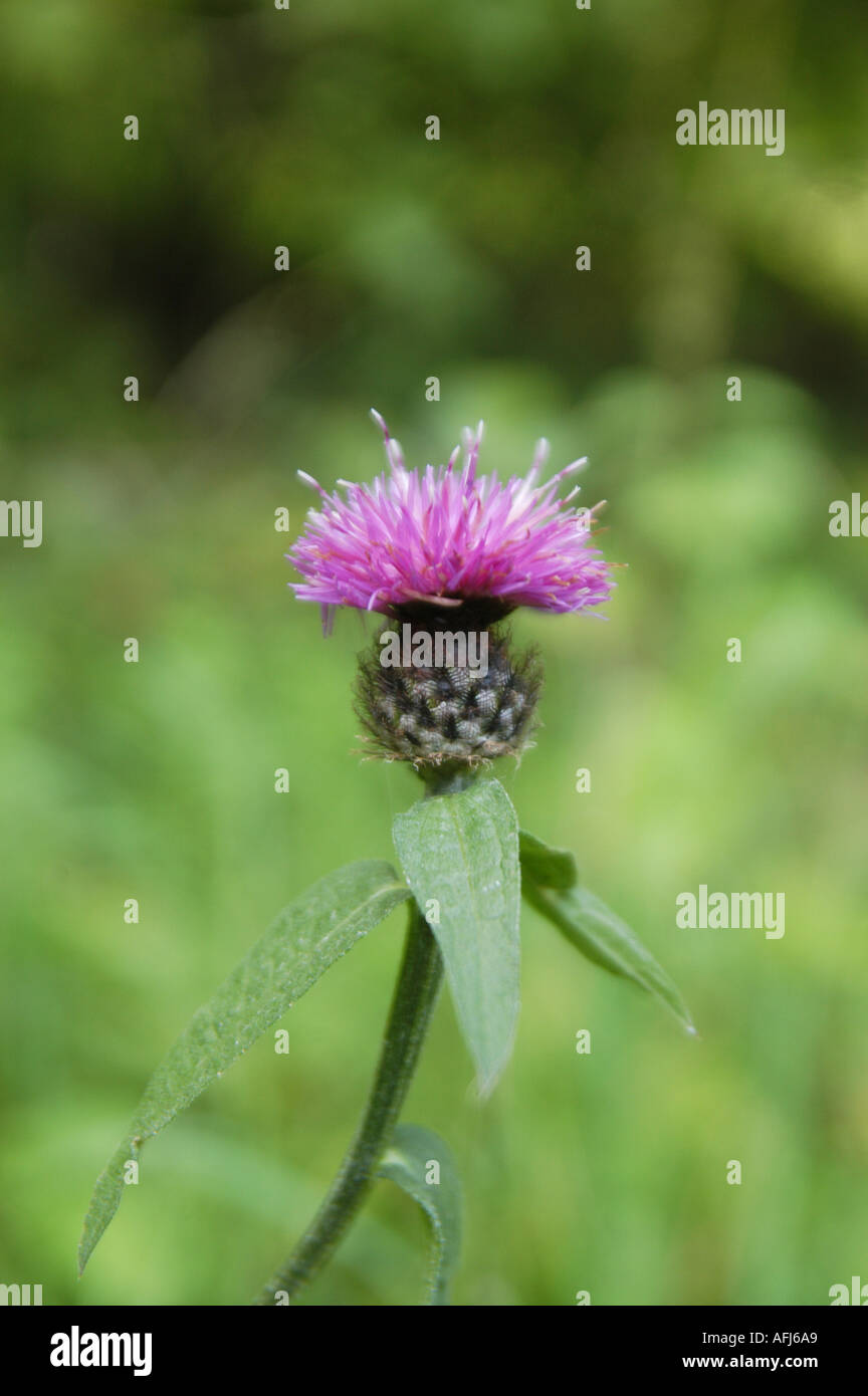 Distel von schottland -Fotos und -Bildmaterial in hoher Auflösung – Alamy
