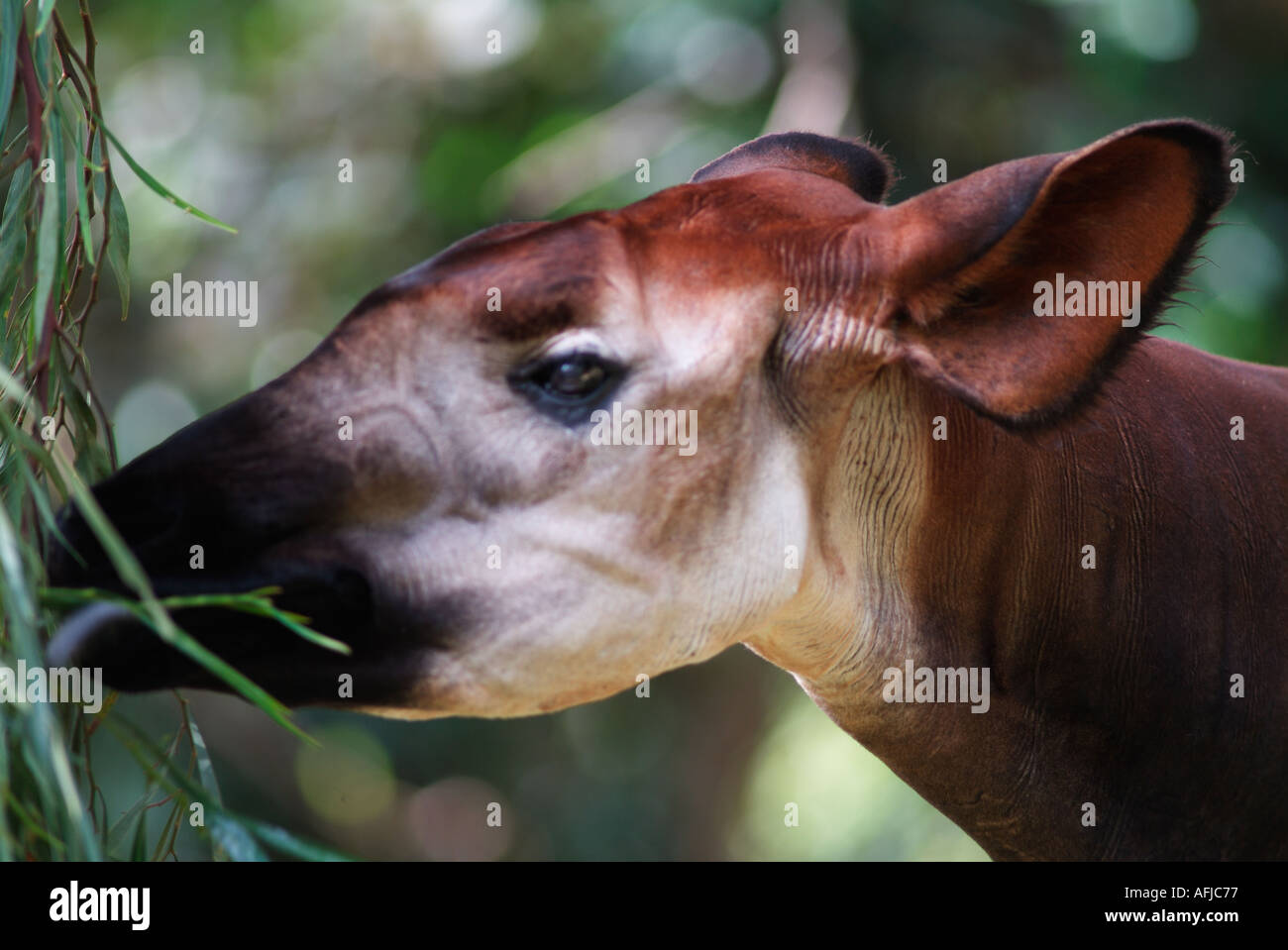 Okapi congo -Fotos und -Bildmaterial in hoher Auflösung - Seite 2 - Alamy
