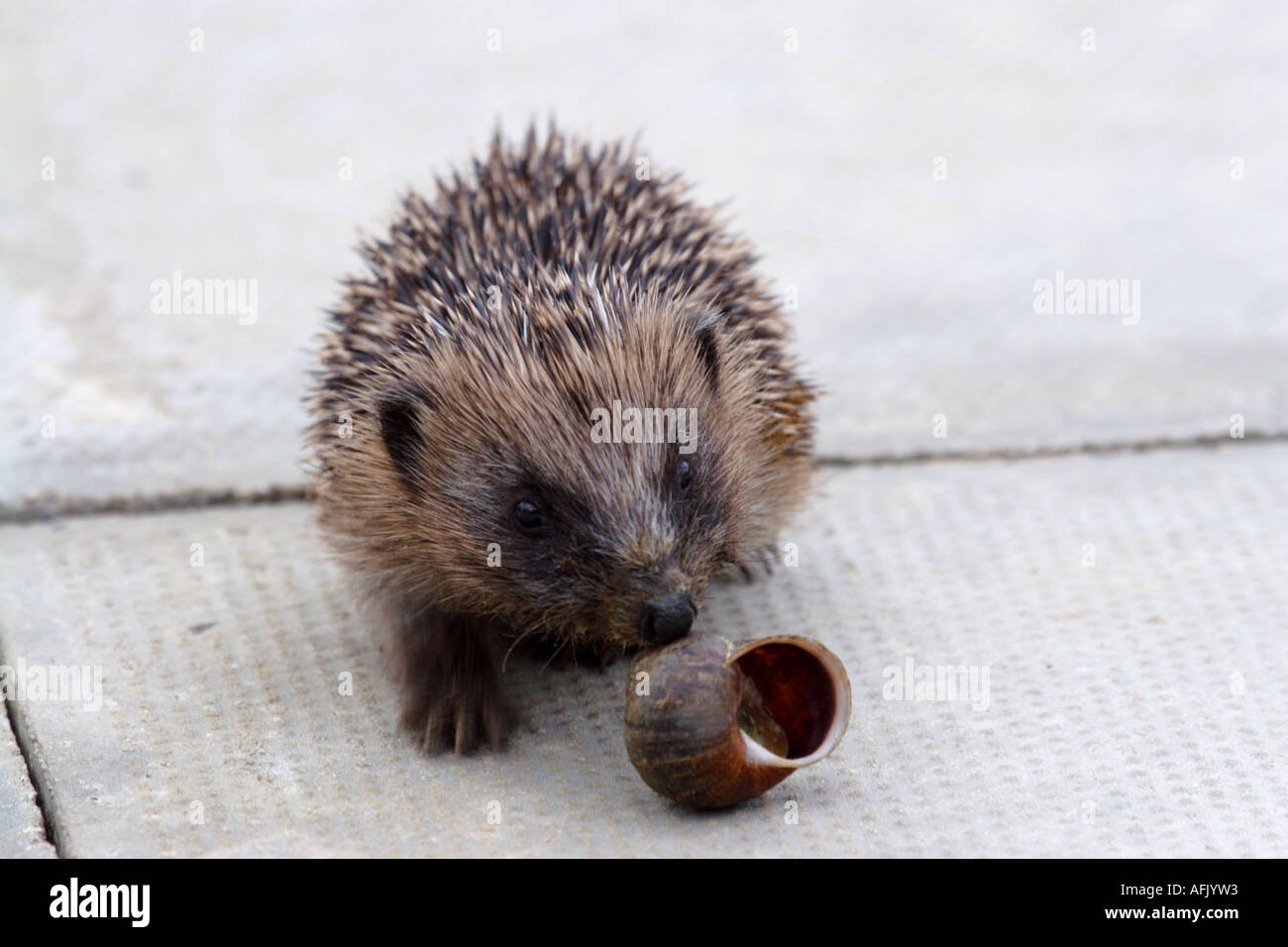 Hedgehog snail Stockfotos und -bilder Kaufen - Alamy
