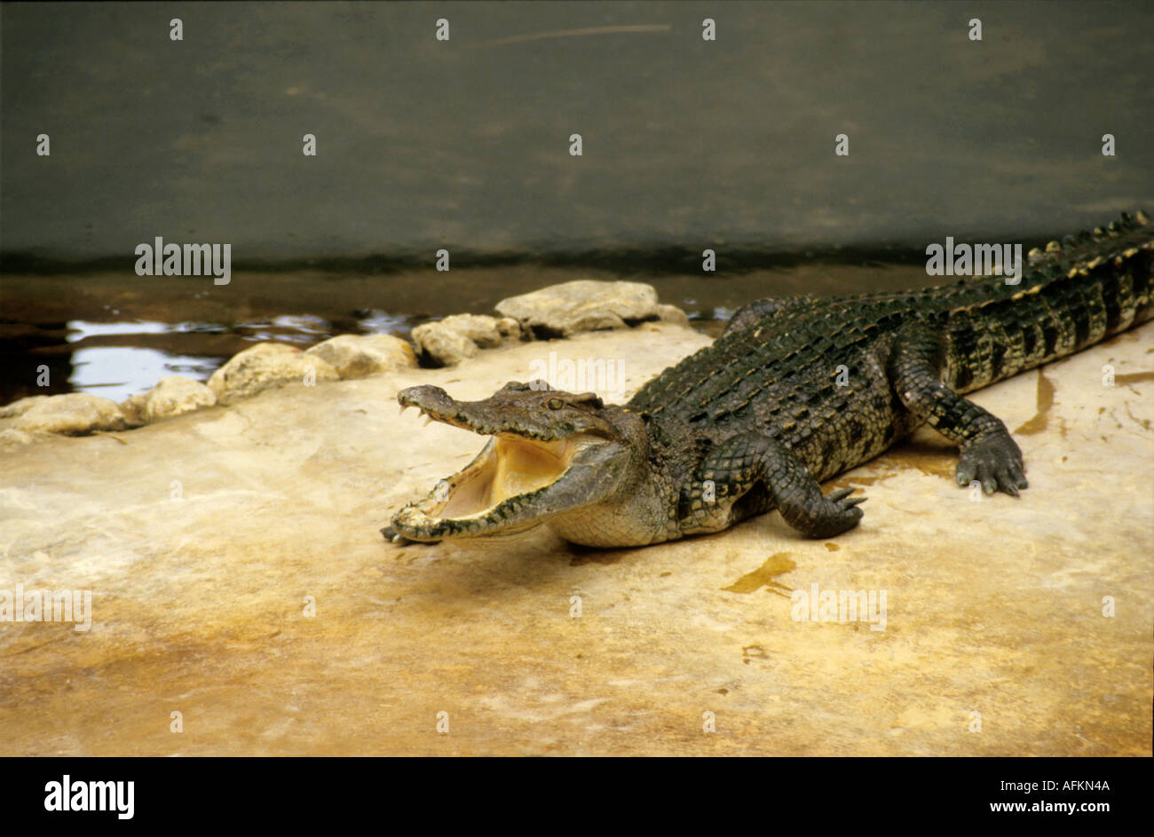 Crocodile farm bangkok -Fotos und -Bildmaterial in hoher Auflösung – Alamy