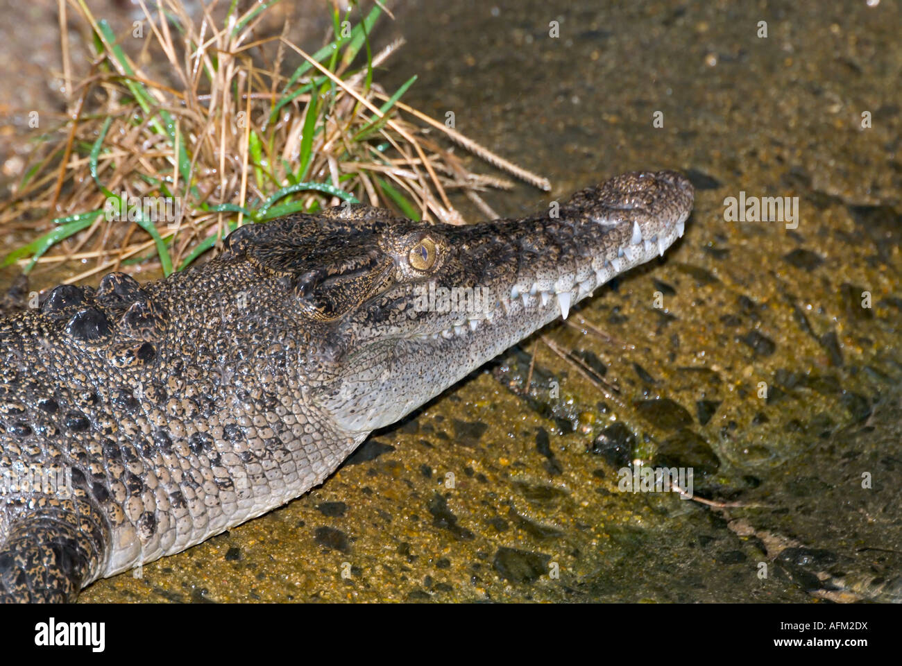 Menschenfresser krokodil -Fotos und -Bildmaterial in hoher Auflösung ...