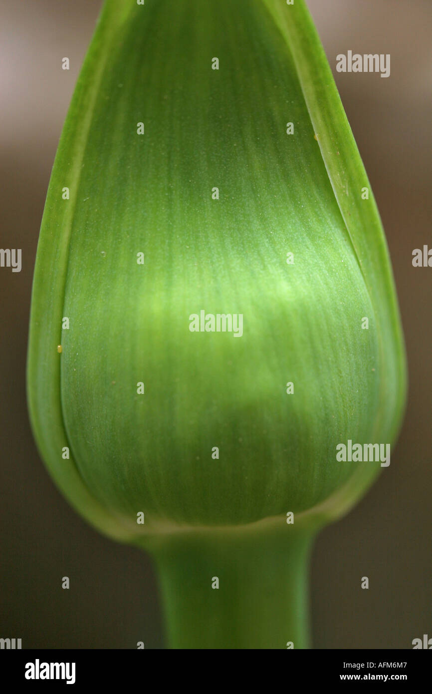 Agapanthus campanulatus blume -Fotos und -Bildmaterial in hoher ...
