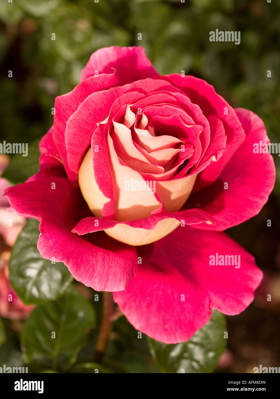Ganze Blüte tief Zinnoberrot rote rose mit blass gelben reverse Rosa ...