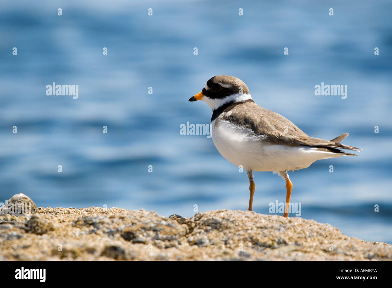 Flussregenpfeifer-Regenpfeifer (Charadrius Hiaticula) an einem ...