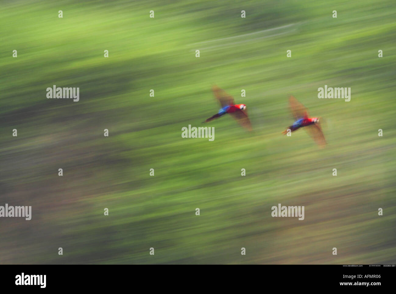 Zwei scharlachrote aras fliegen ara macao -Fotos und -Bildmaterial in ...