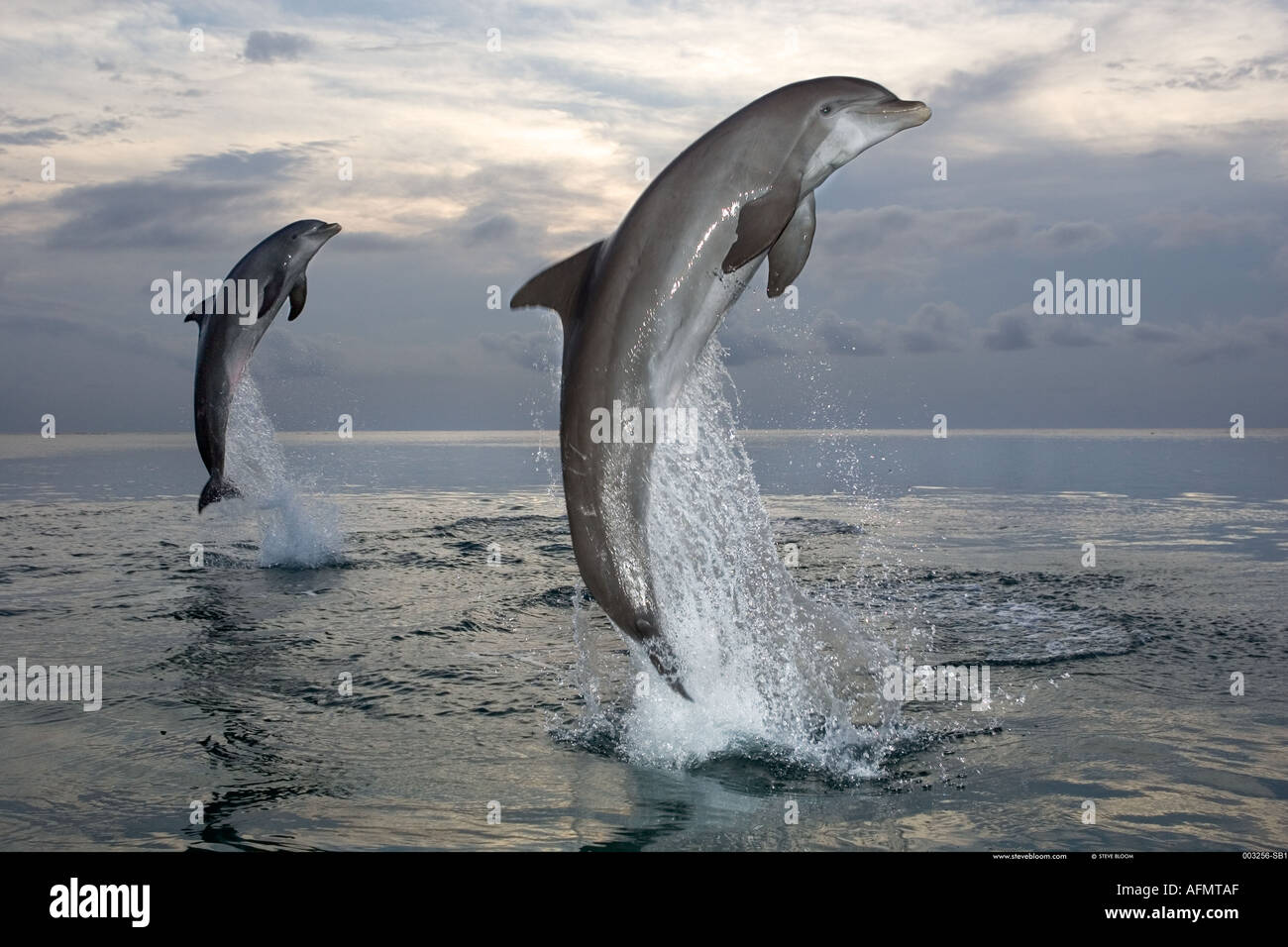Spannende delfine Stockfotos und -bilder Kaufen - Alamy