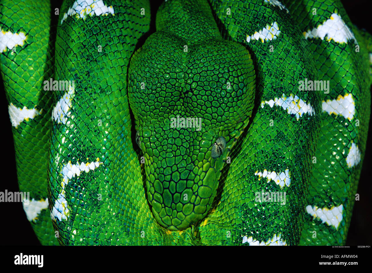 Amazonas arten -Fotos und -Bildmaterial in hoher Auflösung – Alamy