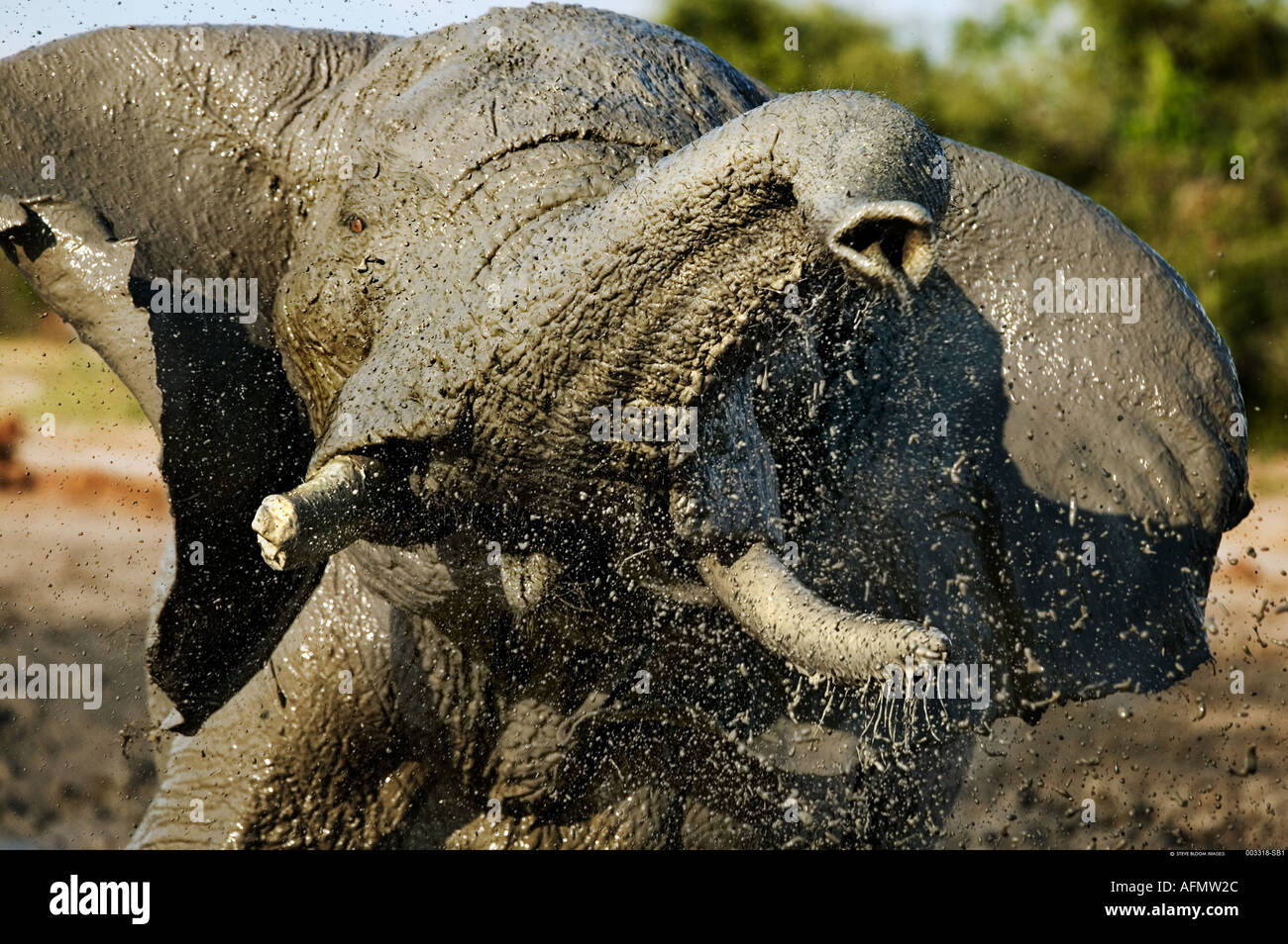 Afrikanischer Elefant Schlamm Baden Savuti Botswana Stockfotografie - Alamy