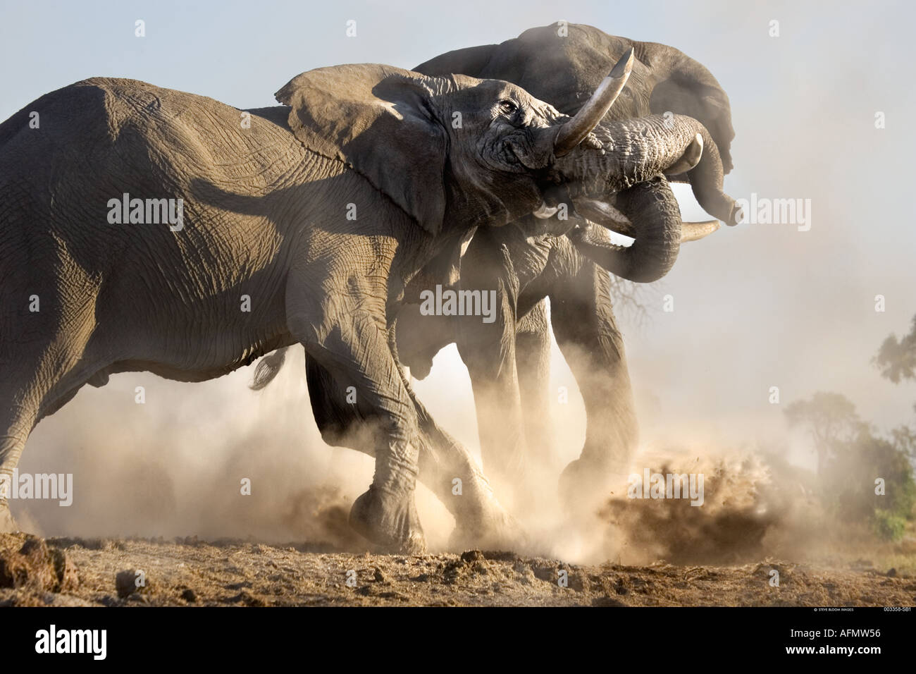 Kämpfende elefanten -Fotos und -Bildmaterial in hoher Auflösung – Alamy