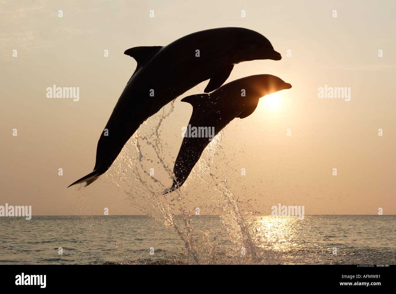 Tanzende delfine -Fotos und -Bildmaterial in hoher Auflösung – Alamy