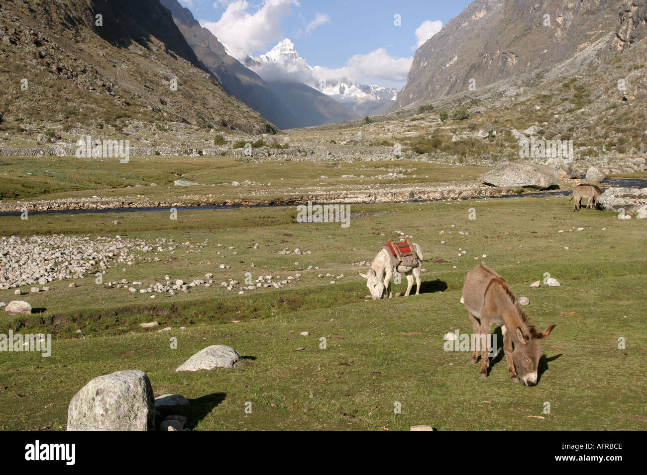 Esel, die vorräte zum berg tragen -Fotos und -Bildmaterial in hoher ...
