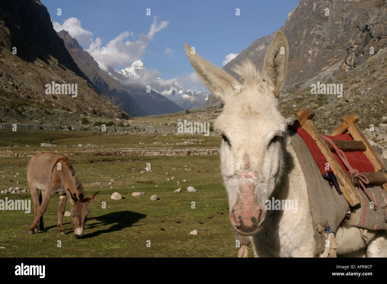 Esel, die vorräte zum berg tragen -Fotos und -Bildmaterial in hoher ...