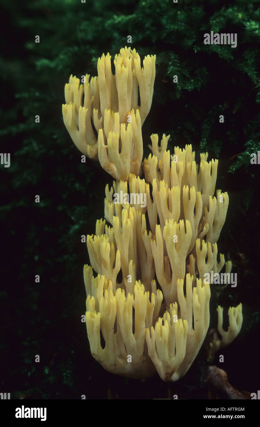 Ramaria pilze -Fotos und -Bildmaterial in hoher Auflösung – Alamy
