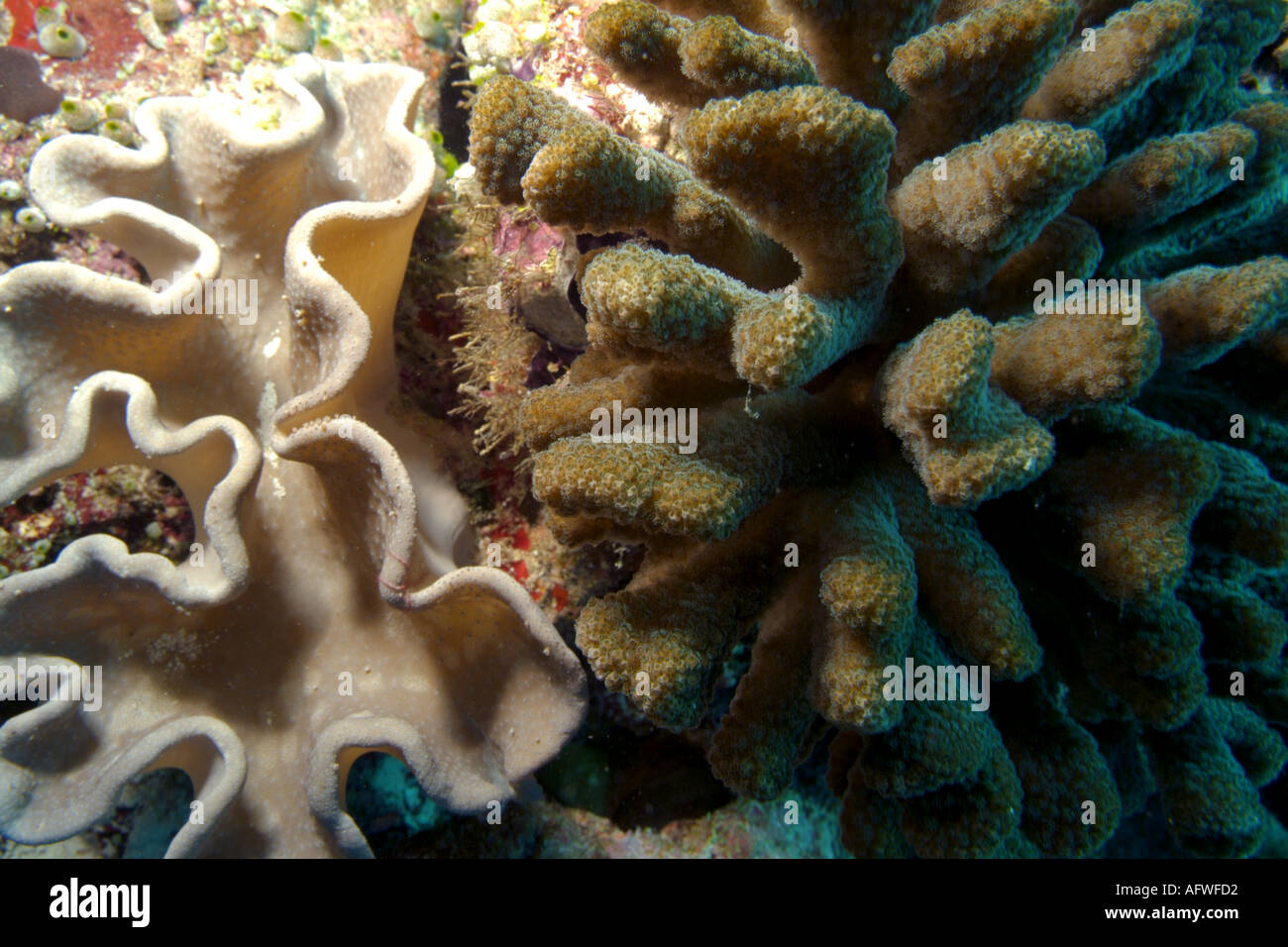 Pilz-Leder Koralle (Sarcophyton) und Finger warfen Leder Koralle ...