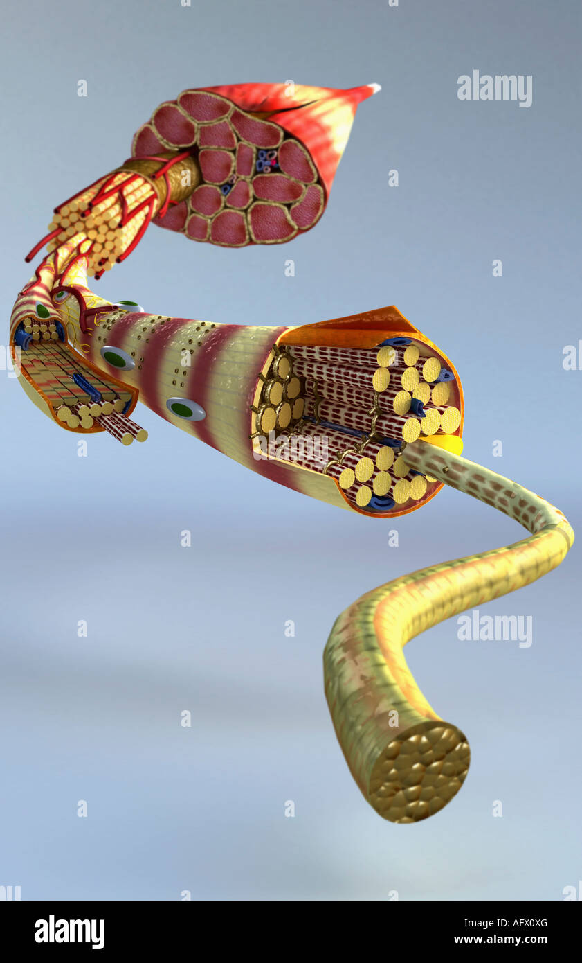 Muscle nuclei -Fotos und -Bildmaterial in hoher Auflösung – Alamy