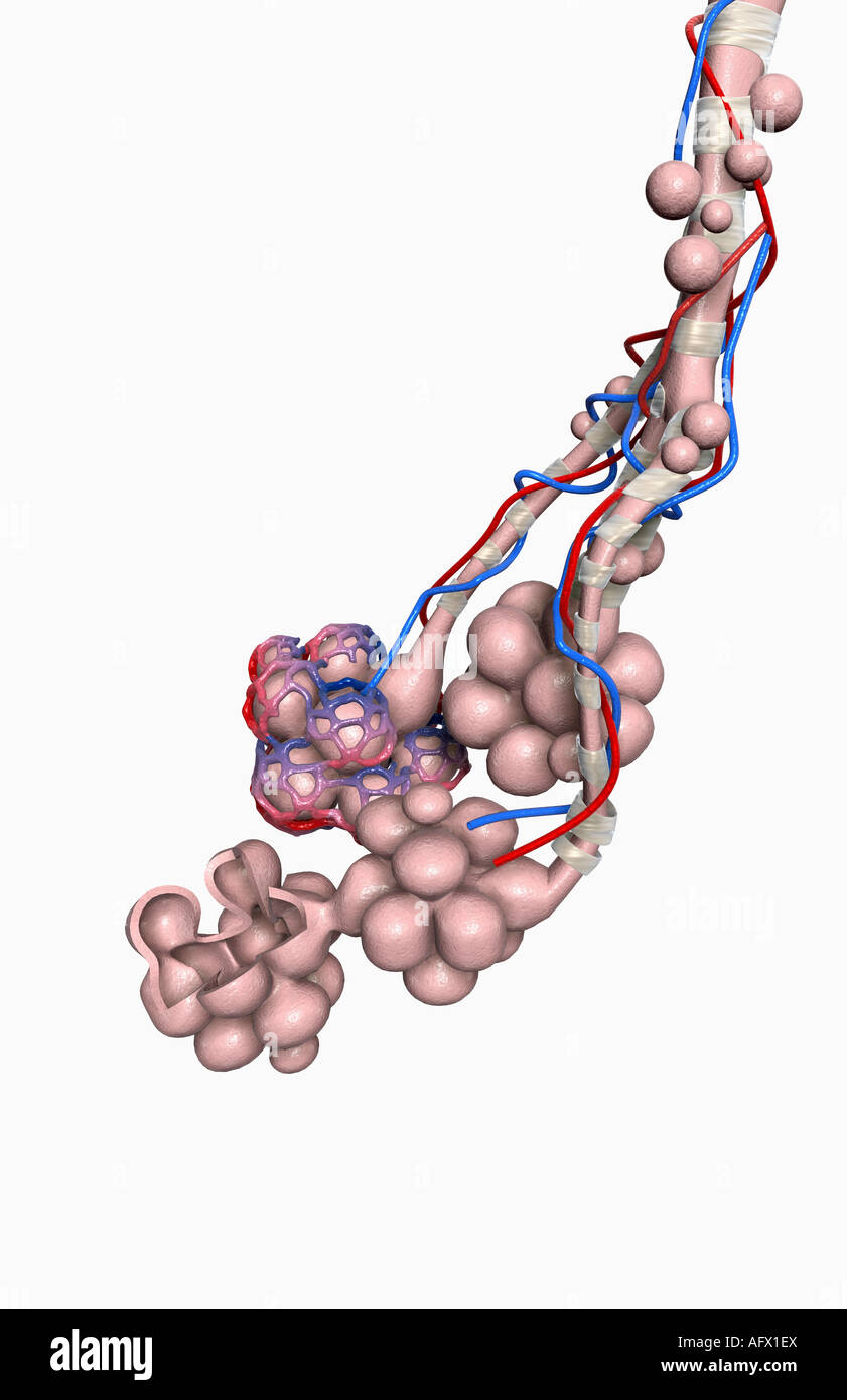 Alveolen und Kapillaren Stockfotos & Alveolen und Kapillaren Bilder - Alamy