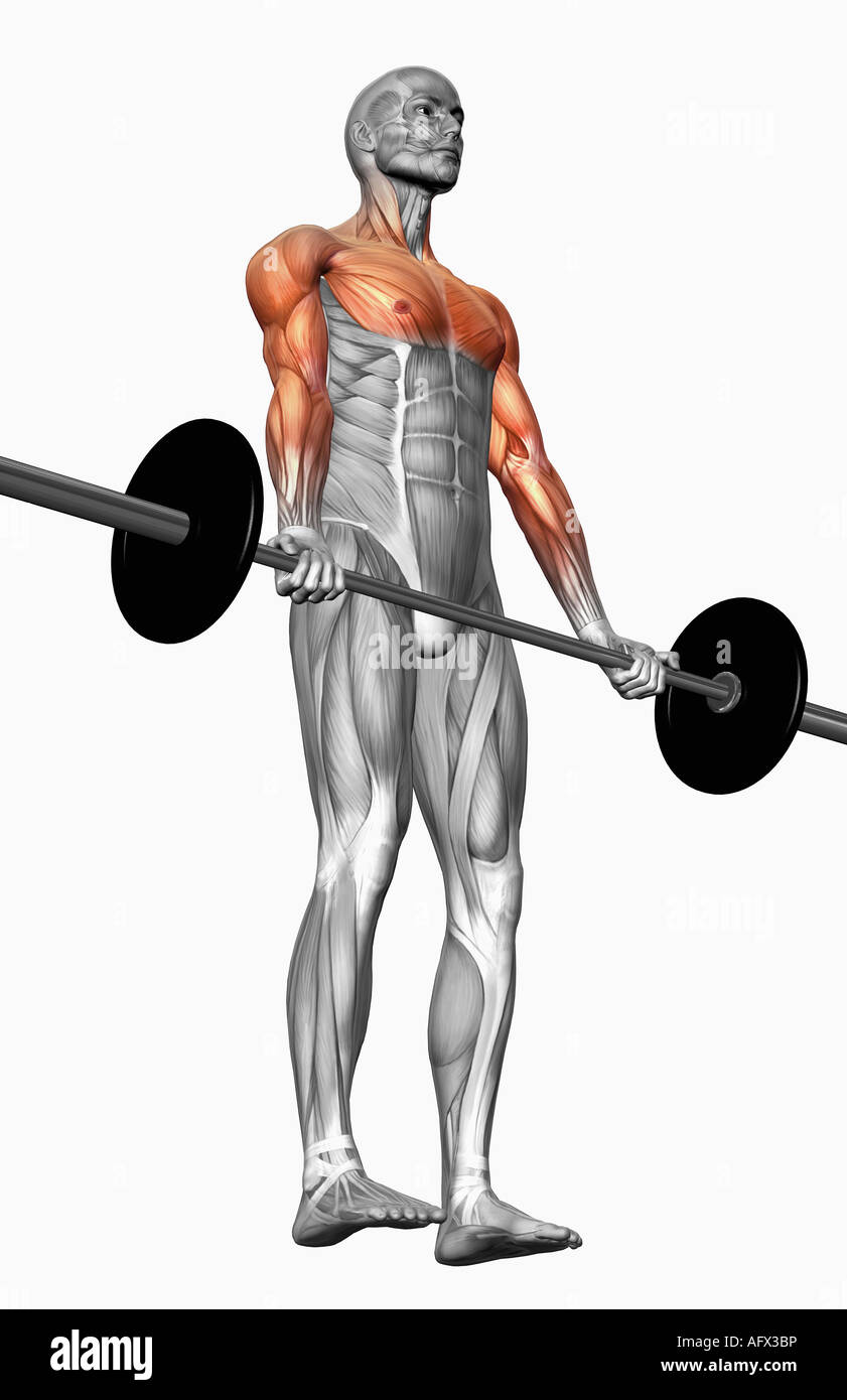 Musculus bizeps brachii Ausgeschnittene Stockfotos und -bilder - Alamy