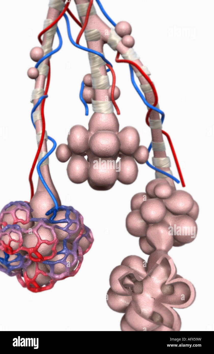 Alveolen und Kapillaren Stockfotos & Alveolen und Kapillaren Bilder - Alamy
