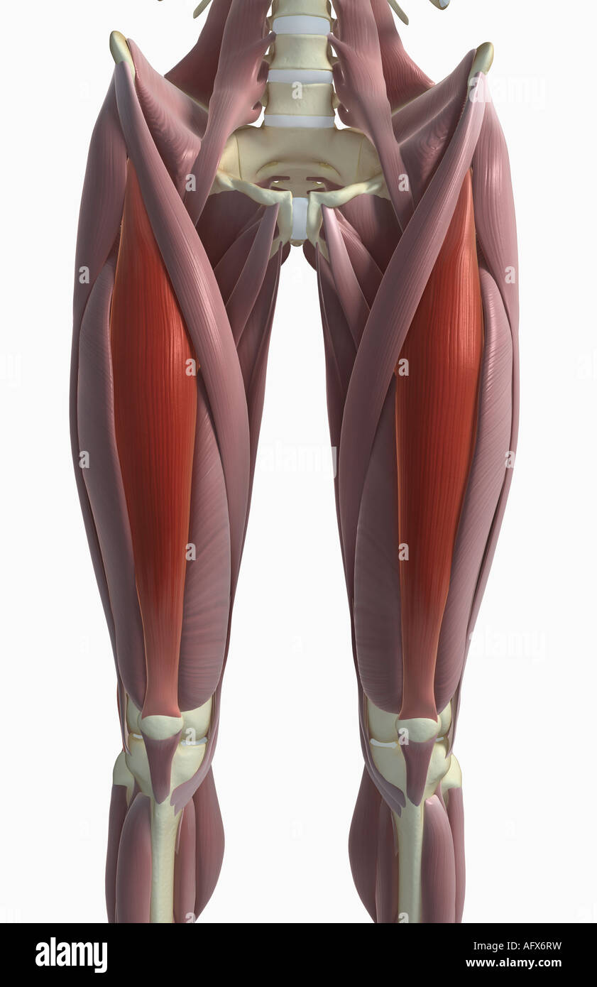 Human leg muscles rectus femoris -Fotos und -Bildmaterial in hoher ...