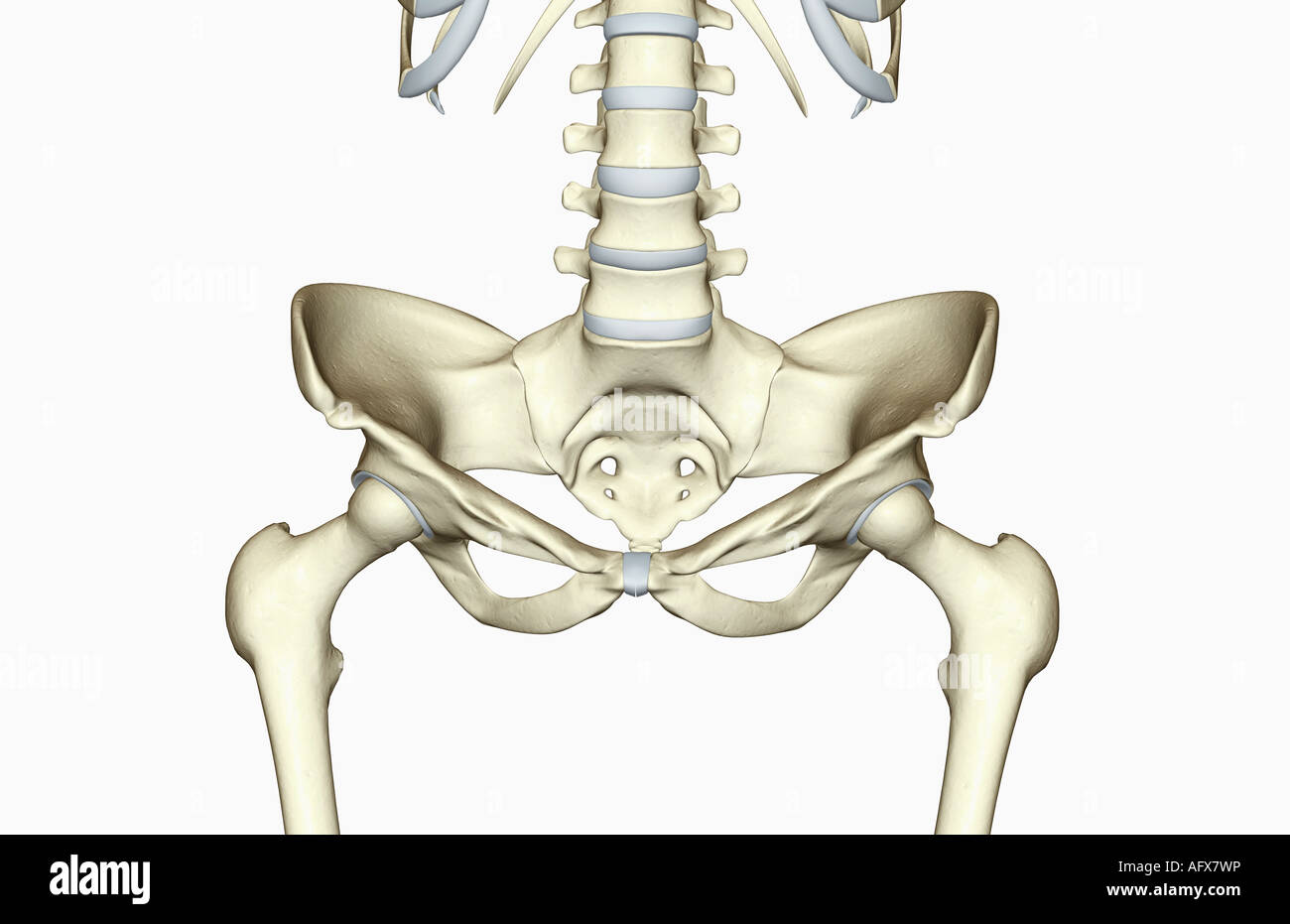 Anatomy Female Pelvis Stockfotos & Anatomy Female Pelvis Bilder - Alamy
