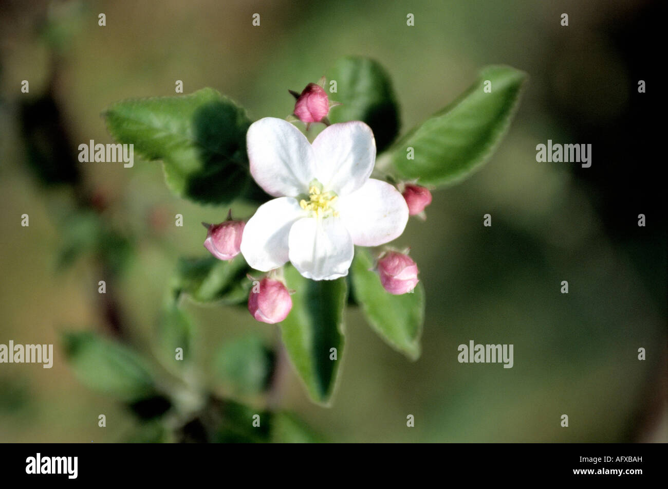 Baum Apfelbaum Stockfotos & Baum Apfelbaum Bilder - Alamy