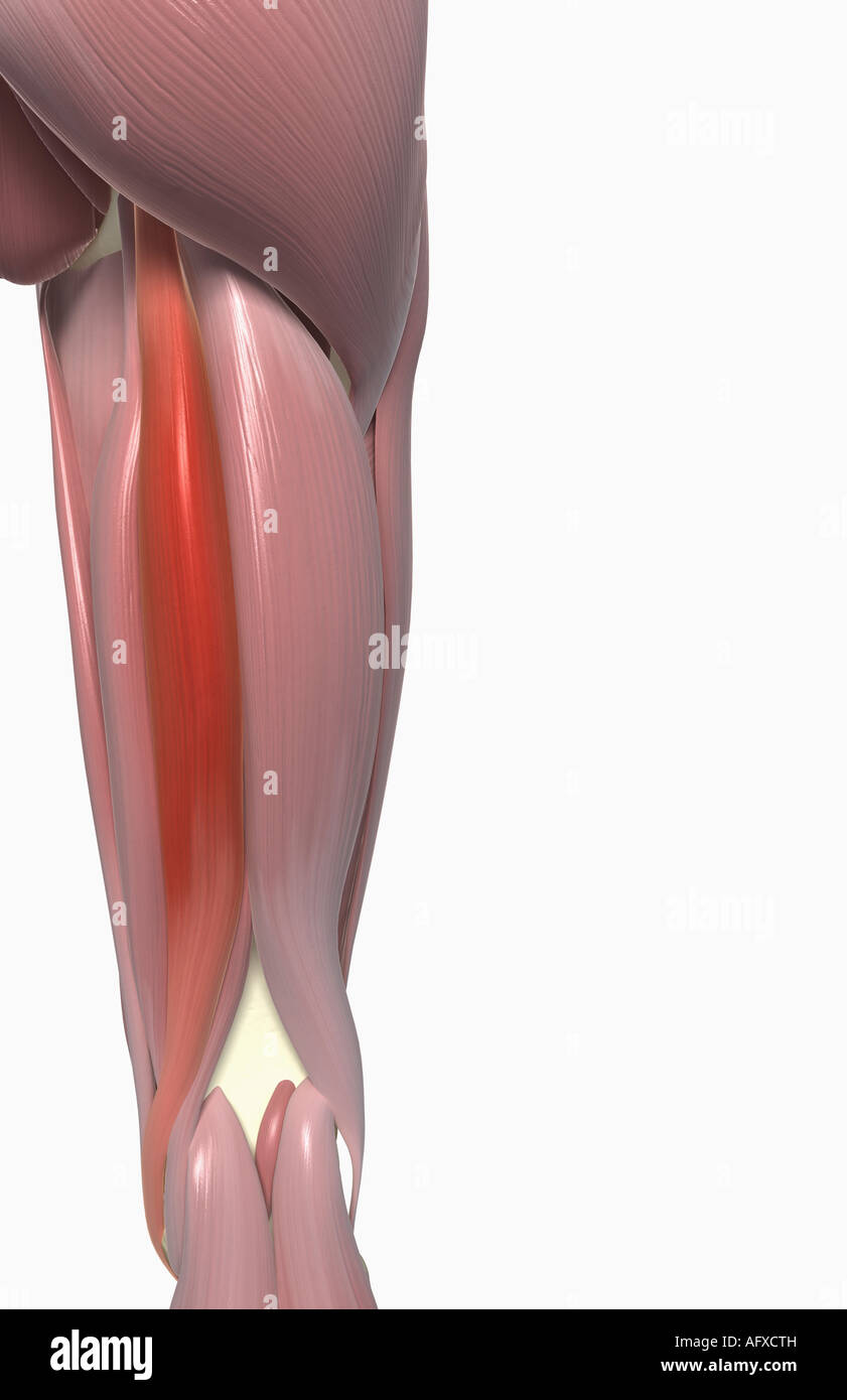 Semitendinosus muscle -Fotos und -Bildmaterial in hoher Auflösung – Alamy