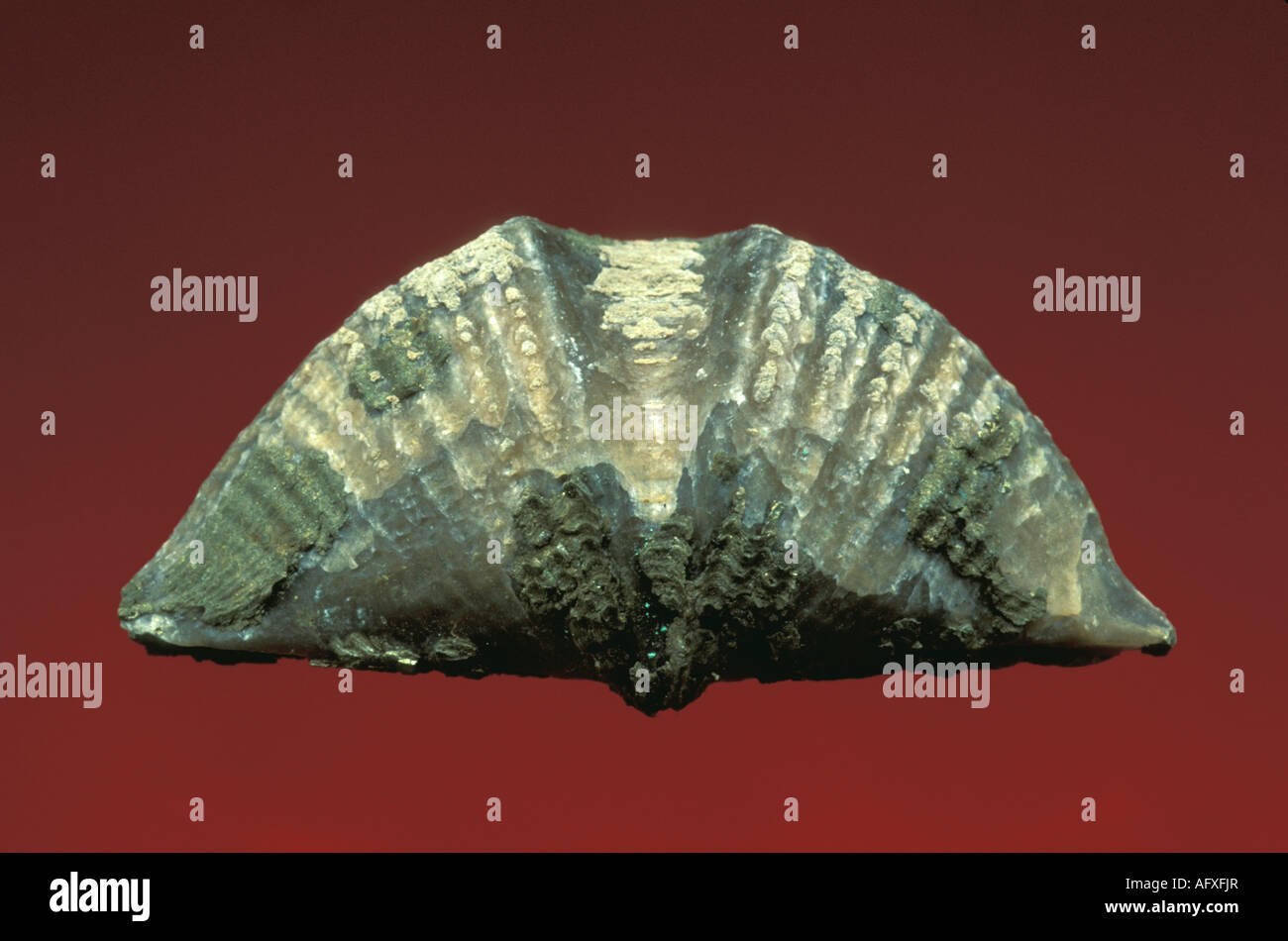 Fossil bivalve -Fotos und -Bildmaterial in hoher Auflösung – Alamy