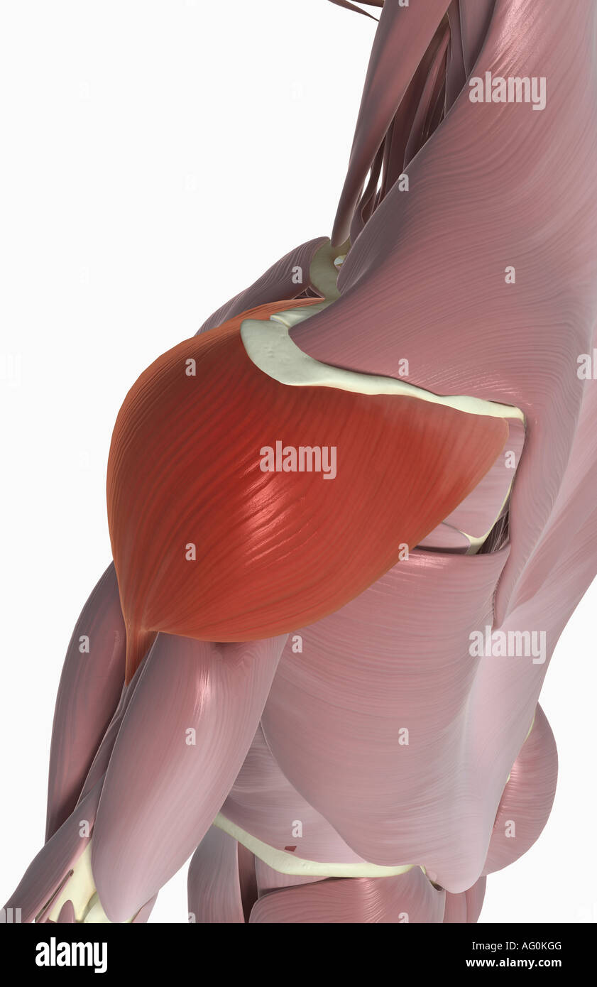 Rotatorenmanschette Muskeln Stockfotos und -bilder Kaufen - Alamy