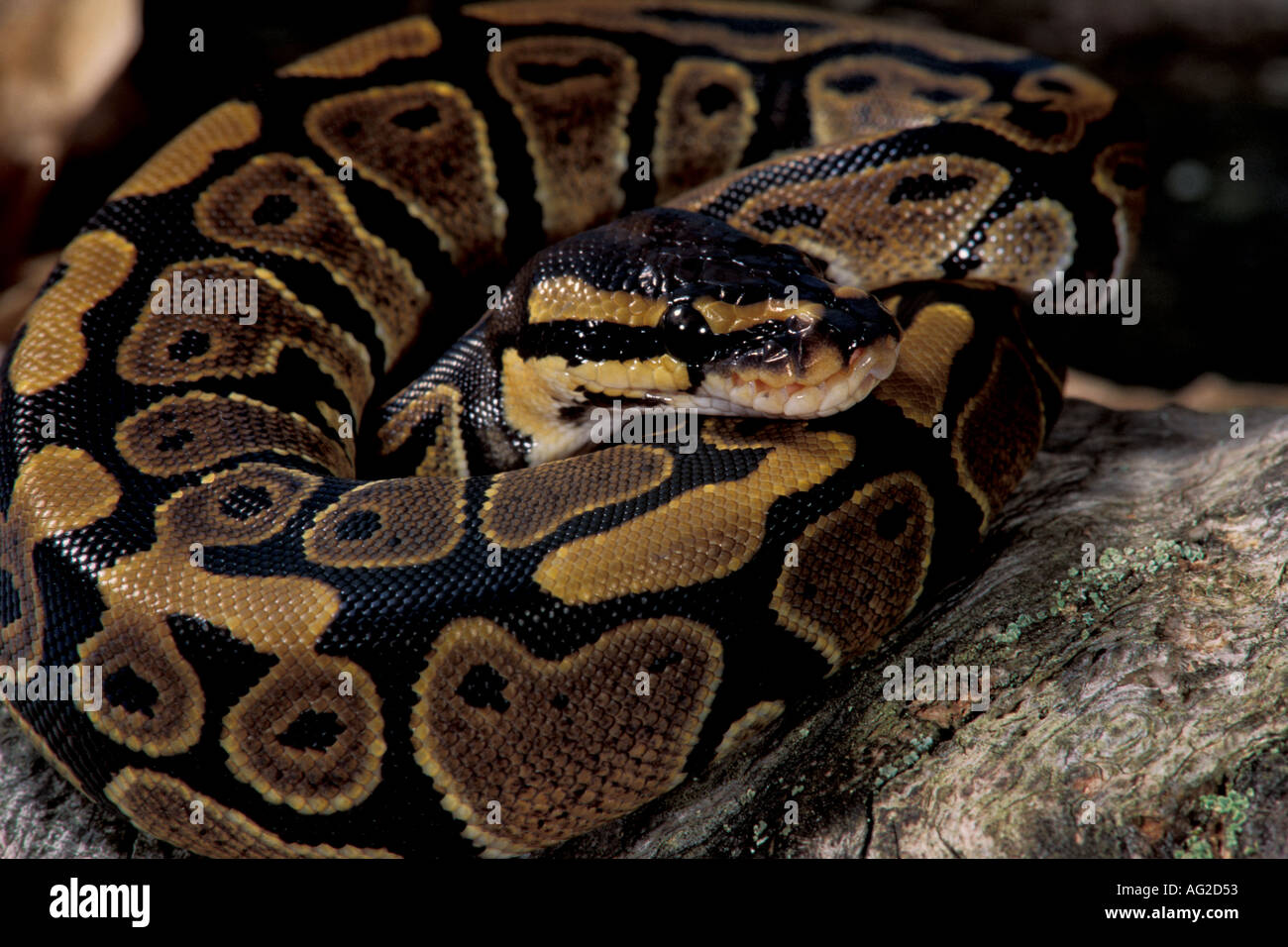 Black python -Fotos und -Bildmaterial in hoher Auflösung – Alamy