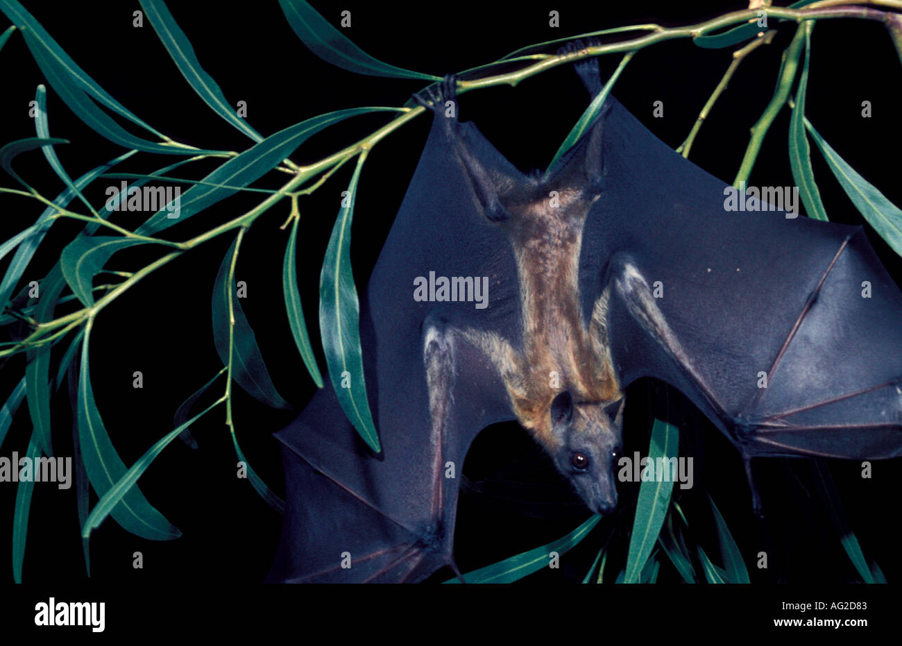 Gelbe fellfledermaus Stockfotos und -bilder Kaufen - Alamy