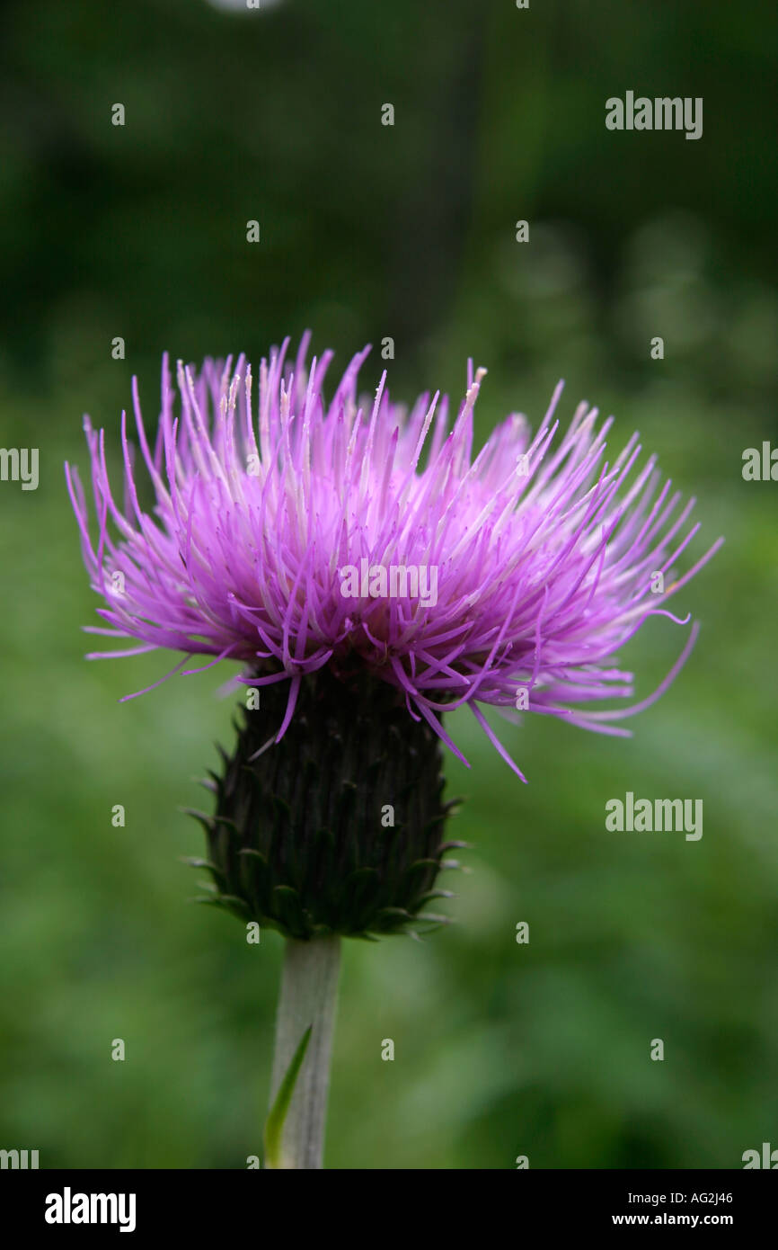 Schottisches emblem der distel -Fotos und -Bildmaterial in hoher ...