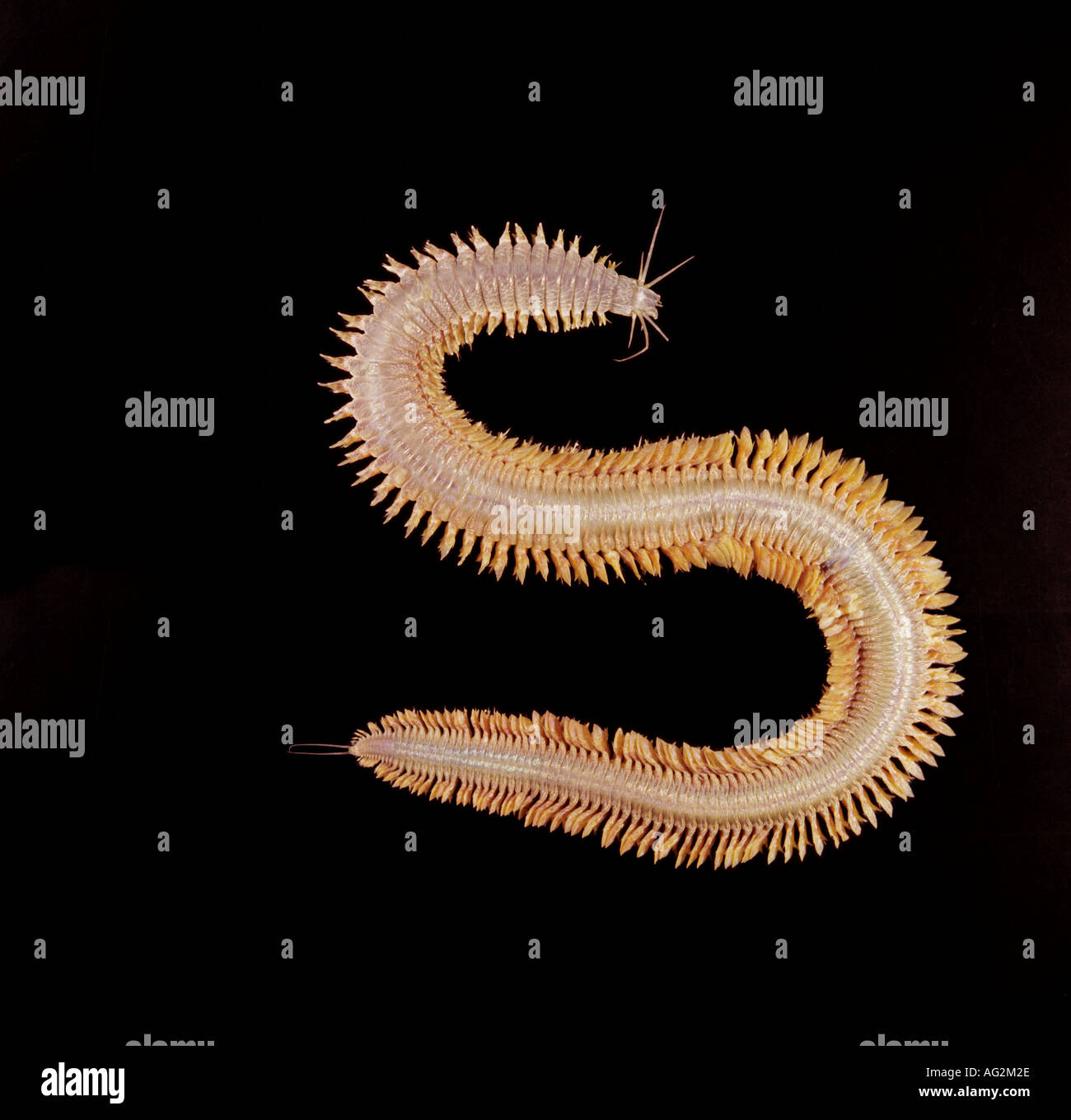 Nereis Diversicolor Stockfotos und -bilder Kaufen - Alamy